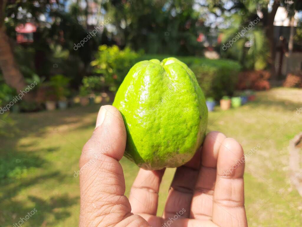 Frutas de guayaba. Es una fruta tropical común. Sus otros nombres son ...