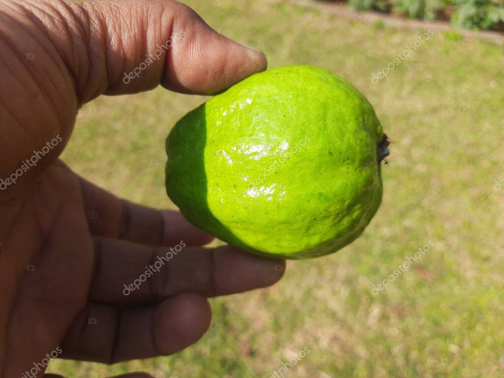 Frutas de guayaba. Es una fruta tropical común. Sus otros nombres son ...