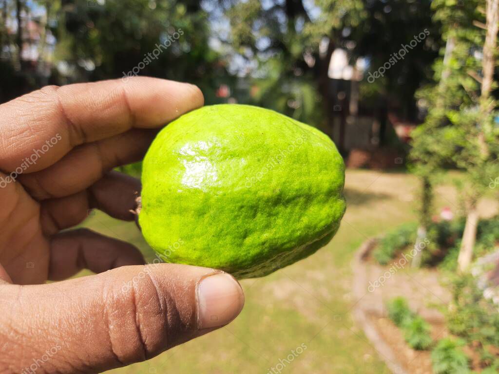 Frutas de guayaba. Es una fruta tropical común. Sus otros nombres son ...