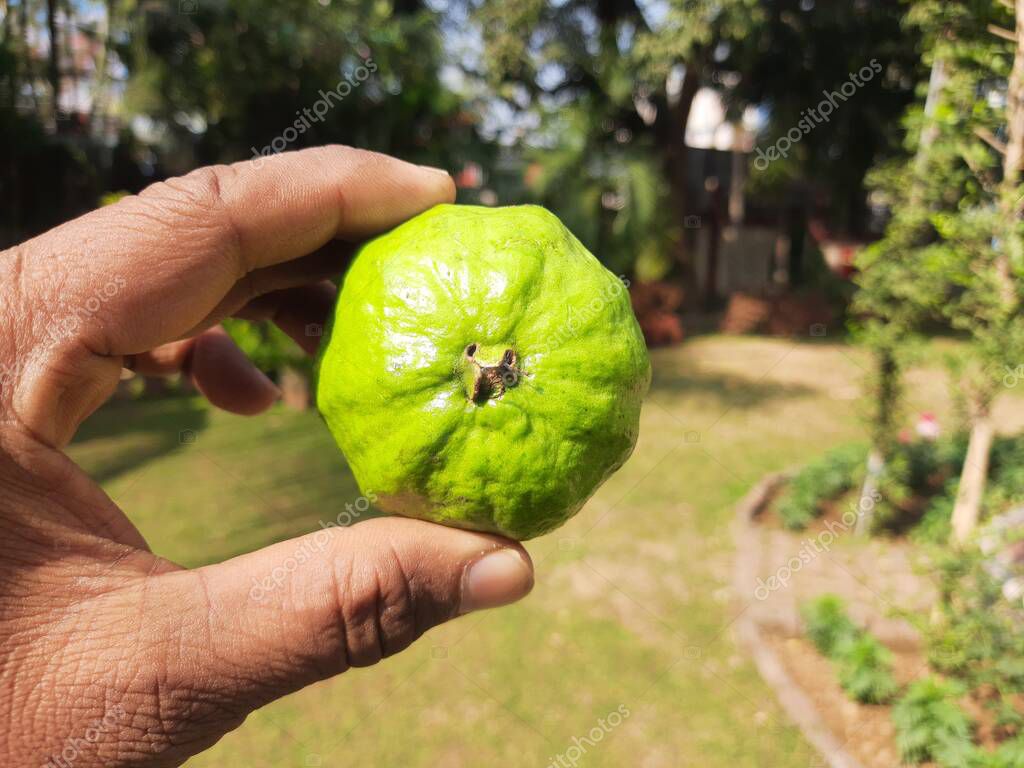 Frutas de guayaba. Es una fruta tropical común. Sus otros nombres son ...