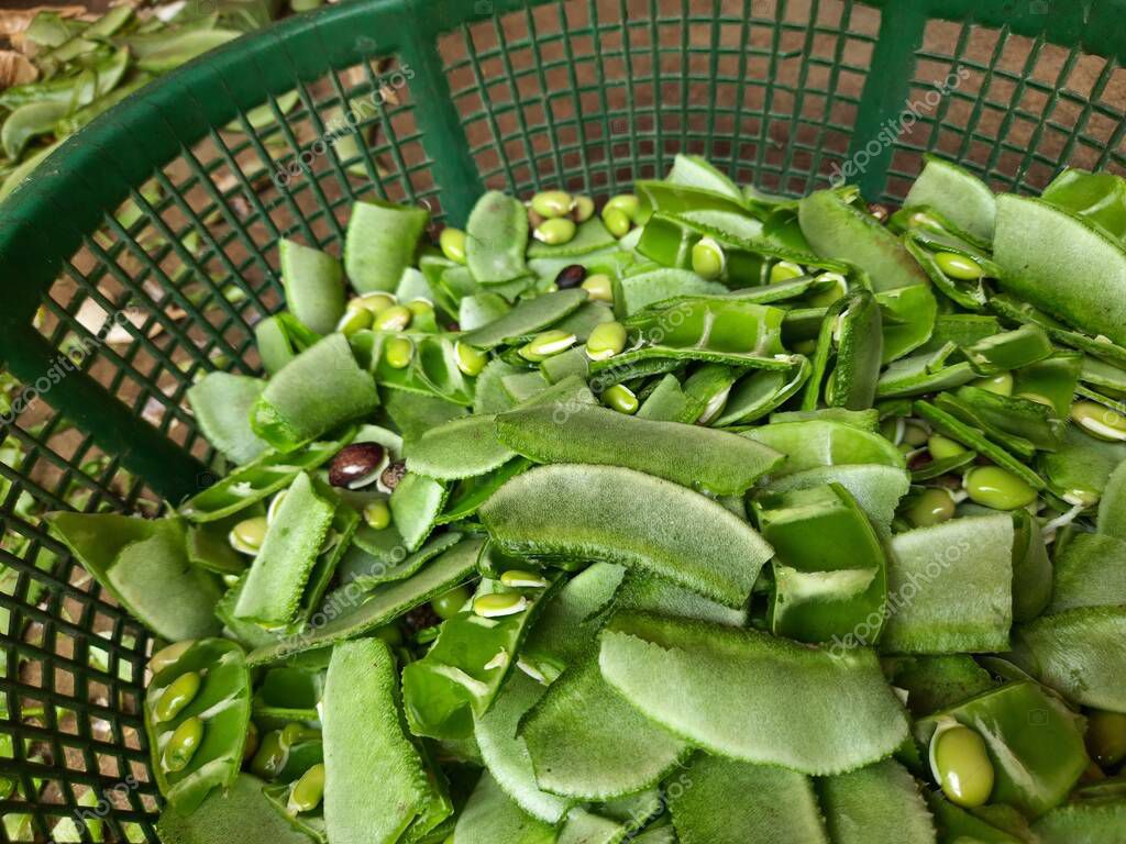 Lablab purpureus vegetal. Es una especie de frijol de la familia ...