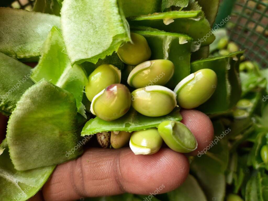 Lablab purpureus vegetal. Es una especie de frijol de la familia ...