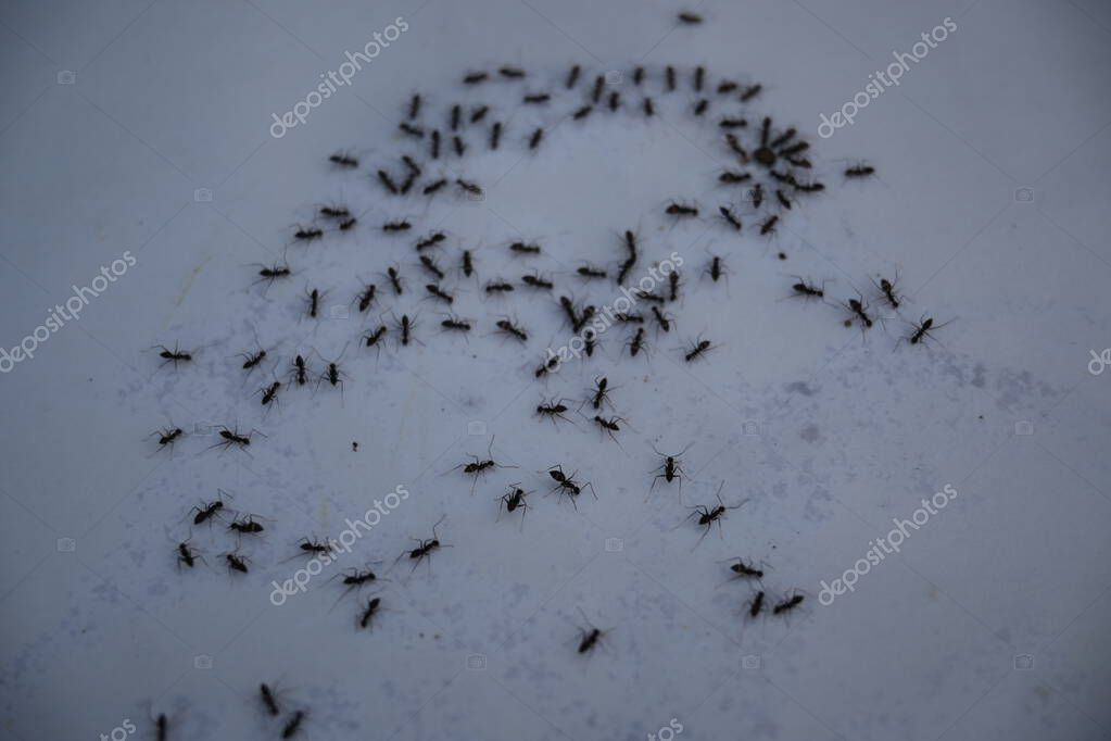 Hormigas negras sobre fondo blanco. Macro tiro de hormiga. Sus otros ...