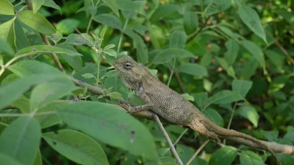 Philippines lizard Stock Photos, Royalty Free Philippines lizard Images ...
