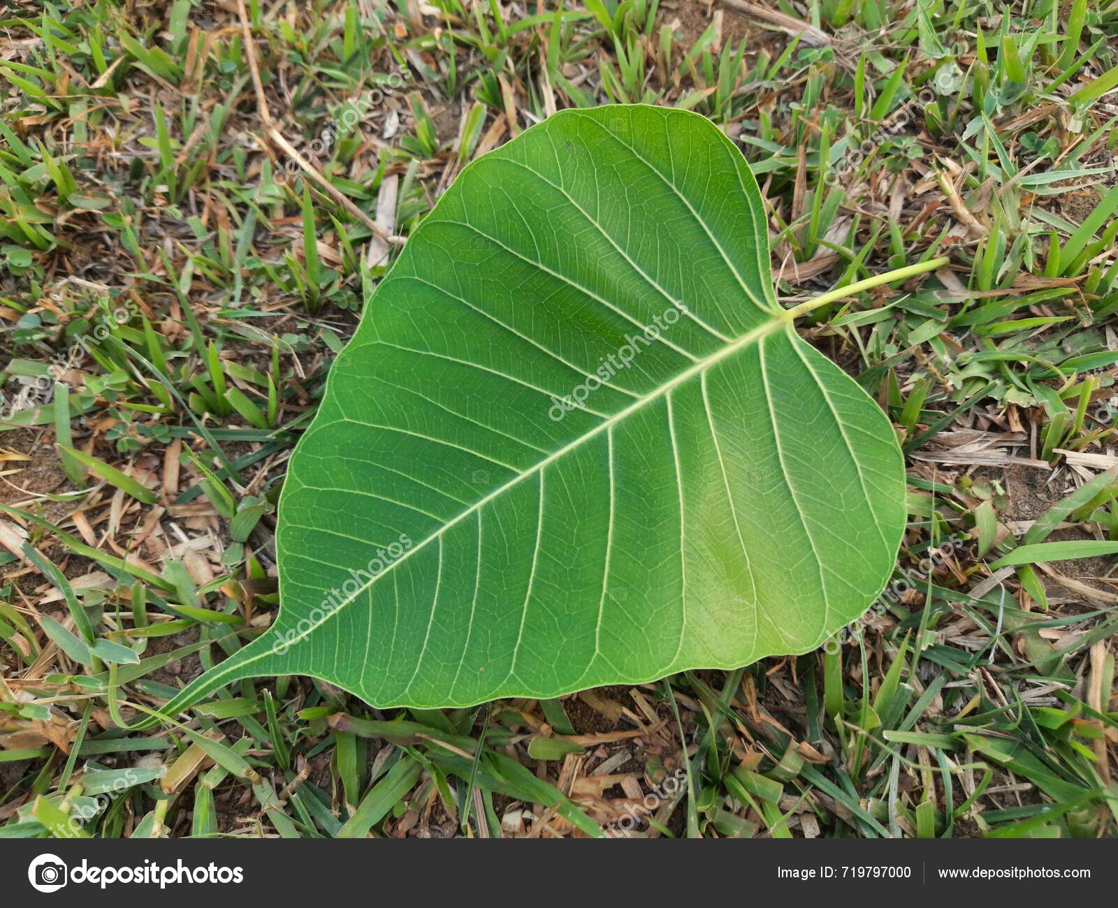Ficus Religiosa Leaf Also Known Thebodhi Tree Pippala Tree Peepul ...