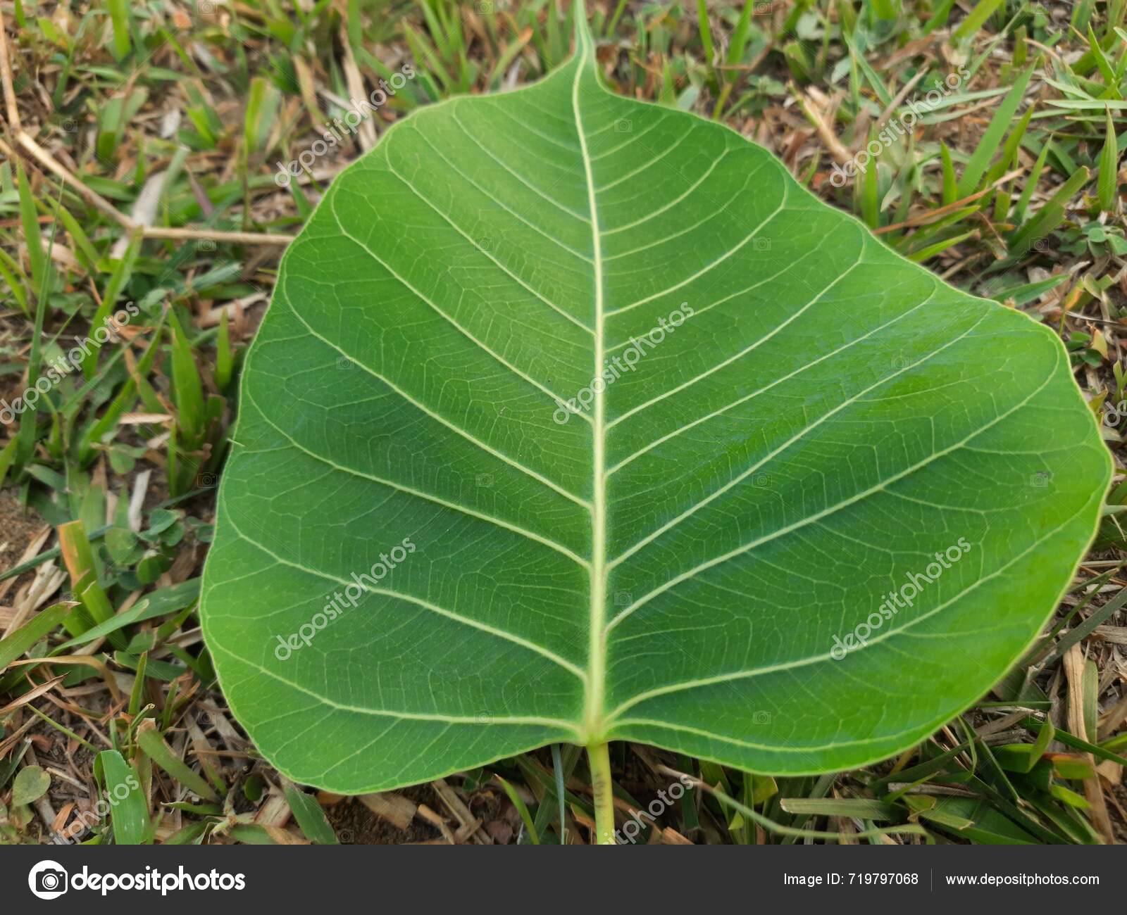 Ficus Religiosa Leaf Also Known Thebodhi Tree Pippala Tree Peepul ...