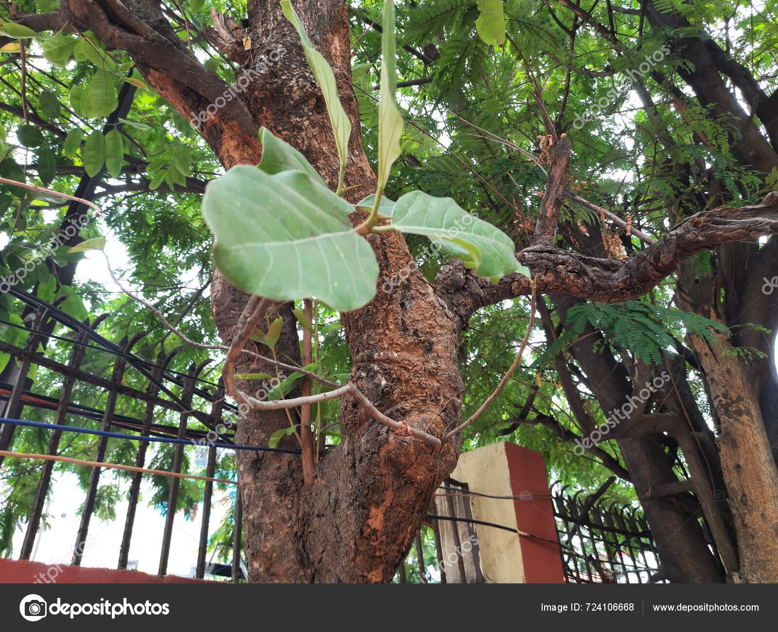 Banyan Tree Growing Another Tree Trunk Its Seeds Germinate Hollow ...