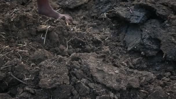 Cow Dug Compost Best Homemade Fertilizer Organic Farming Fertilizer ...