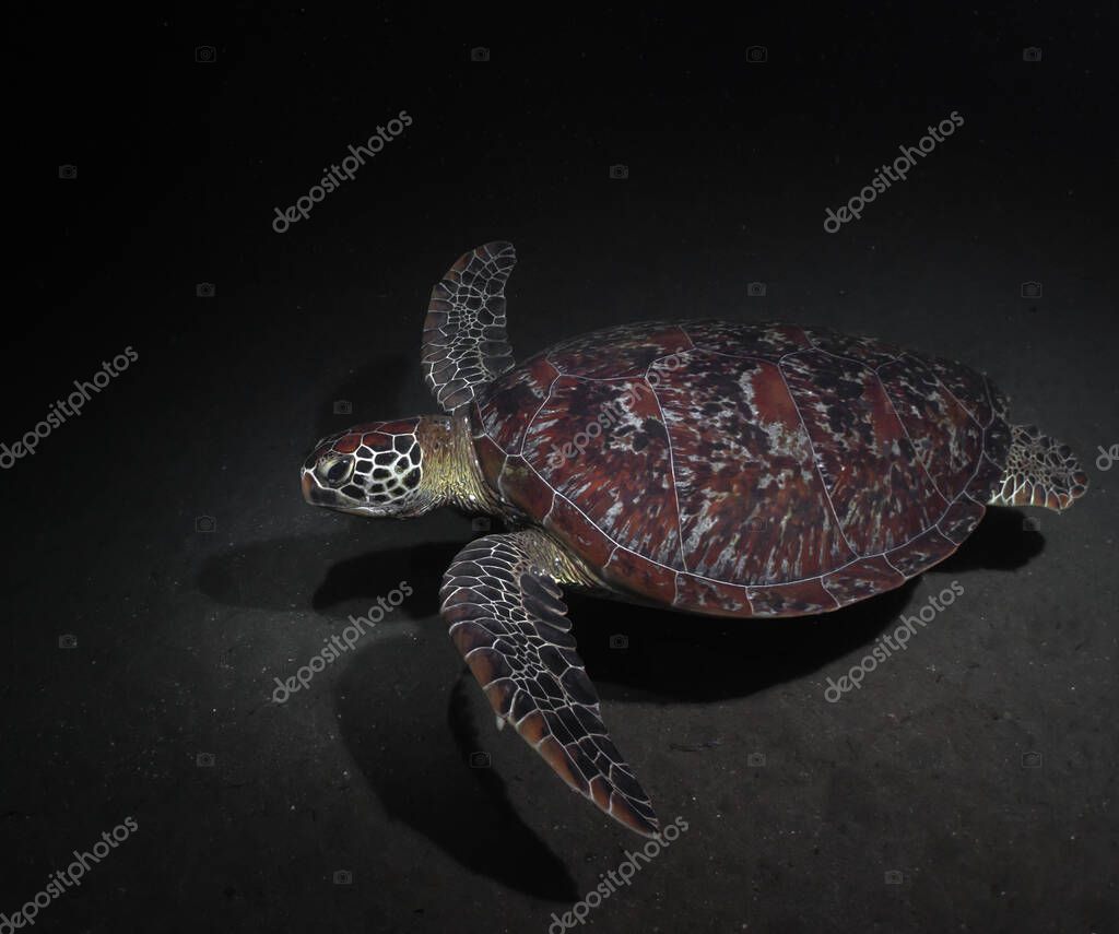 Nightlife of a large green sea turtle in the ocean. Underwater photo of ...