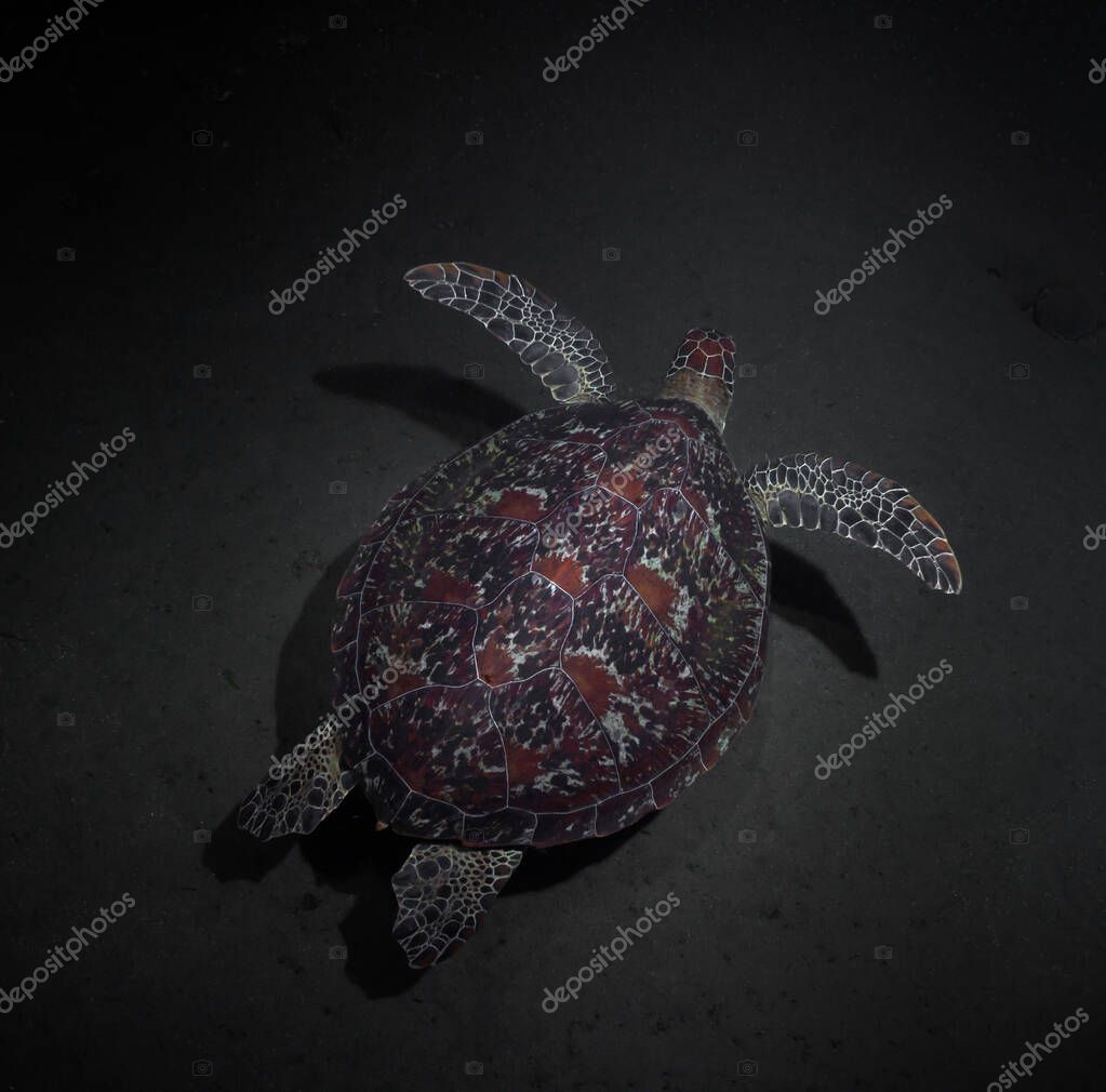Nightlife of a large green sea turtle in the ocean. Underwater photo of ...