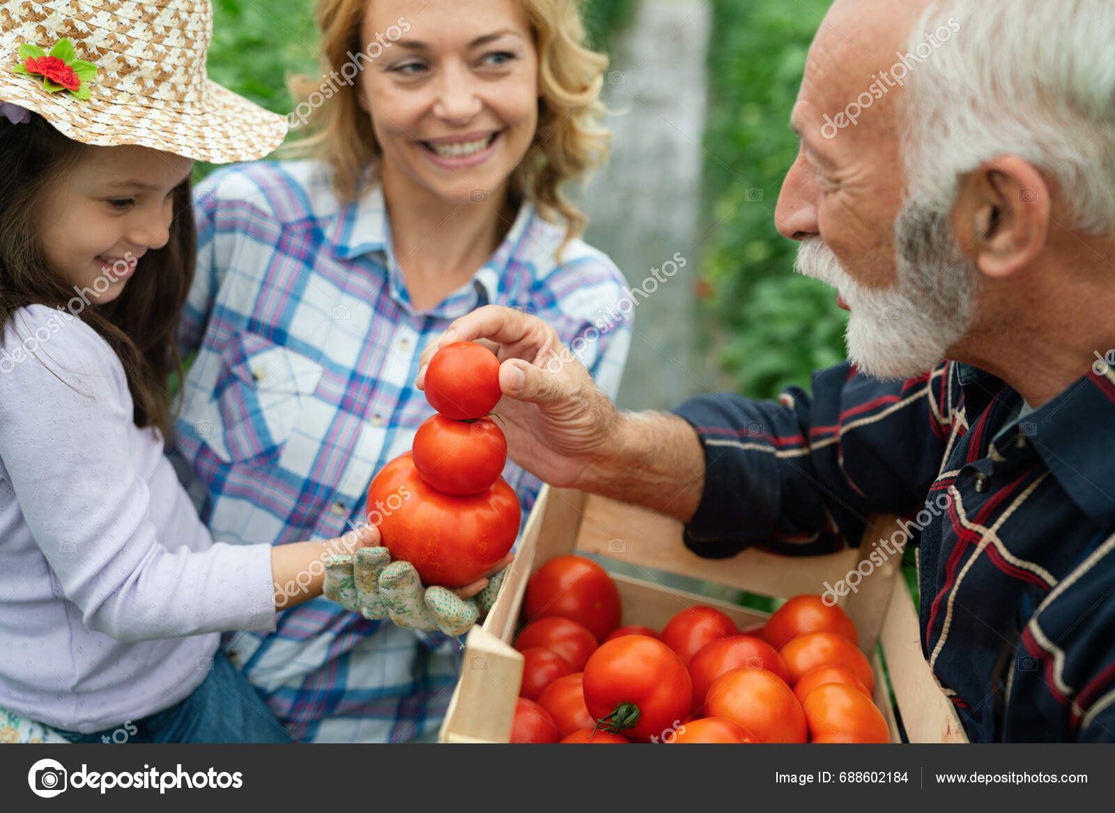 Happy Family Three Generations Working Together Organic Farm Greenhouse ...