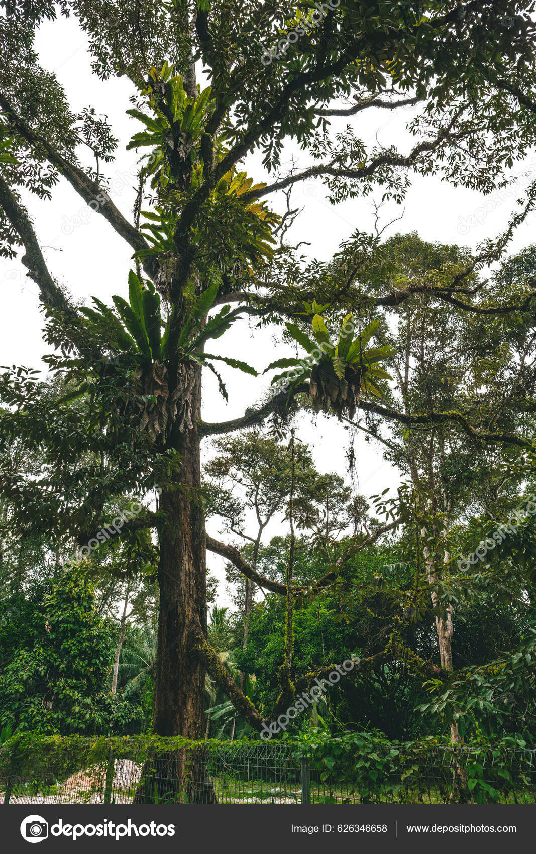 Rainforest Plants And Trees List