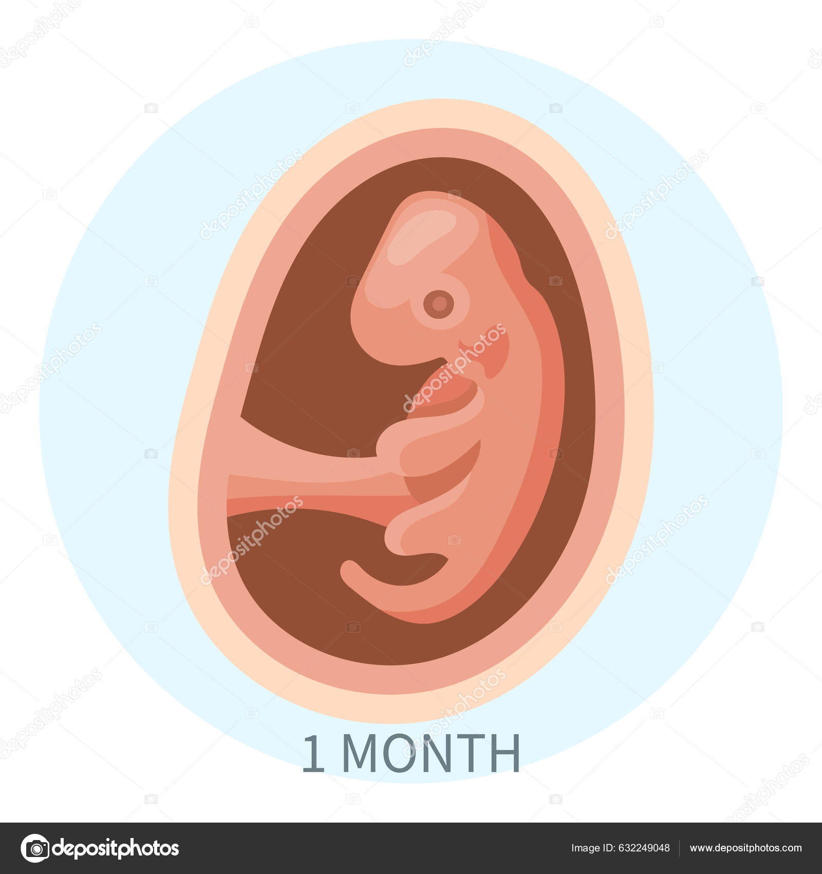 Embrión Útero Primer Mes Desarrollo Crecimiento Del Feto Durante ...