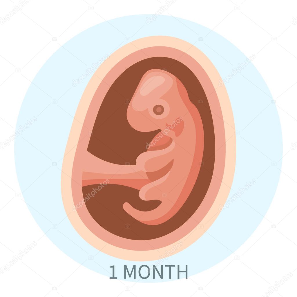 Embrión en el útero, primer mes. Desarrollo y crecimiento del feto ...