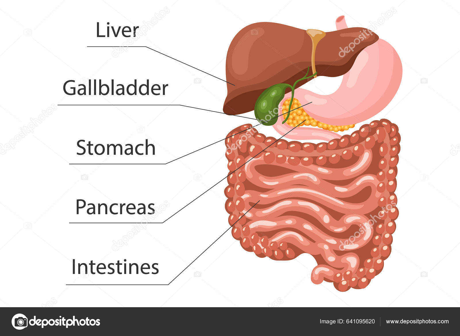 Anatomia Sistema Digestivo Humano Banner Infográfico Fígado Estômago ...
