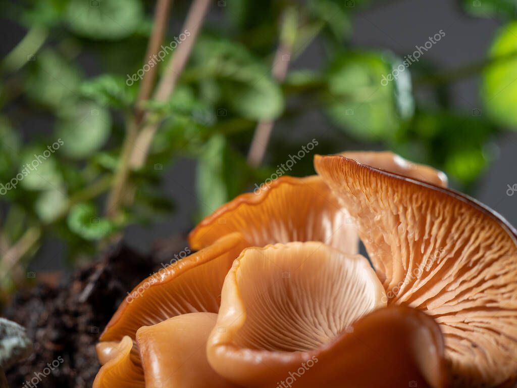 Hermosas setas de cerca. Estructura de hongos. Vista macro. Seta fresca ...