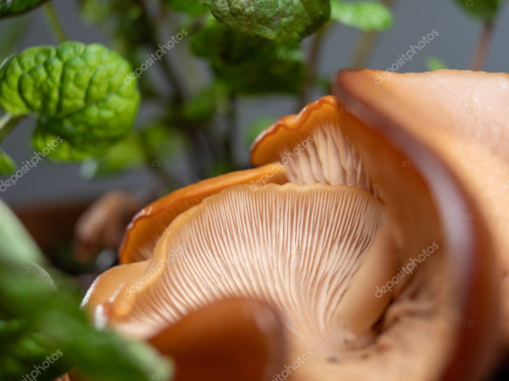Hermosas setas de cerca. Estructura de hongos. Vista macro. Seta fresca ...