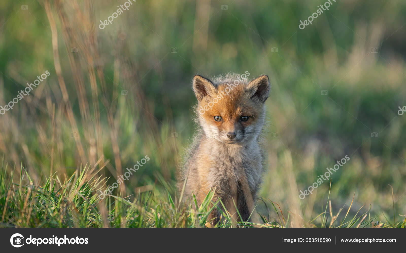 Cute Baby Red Fox Vulpes Vulpes Sitting Grass Stock Photo by ©matt ...