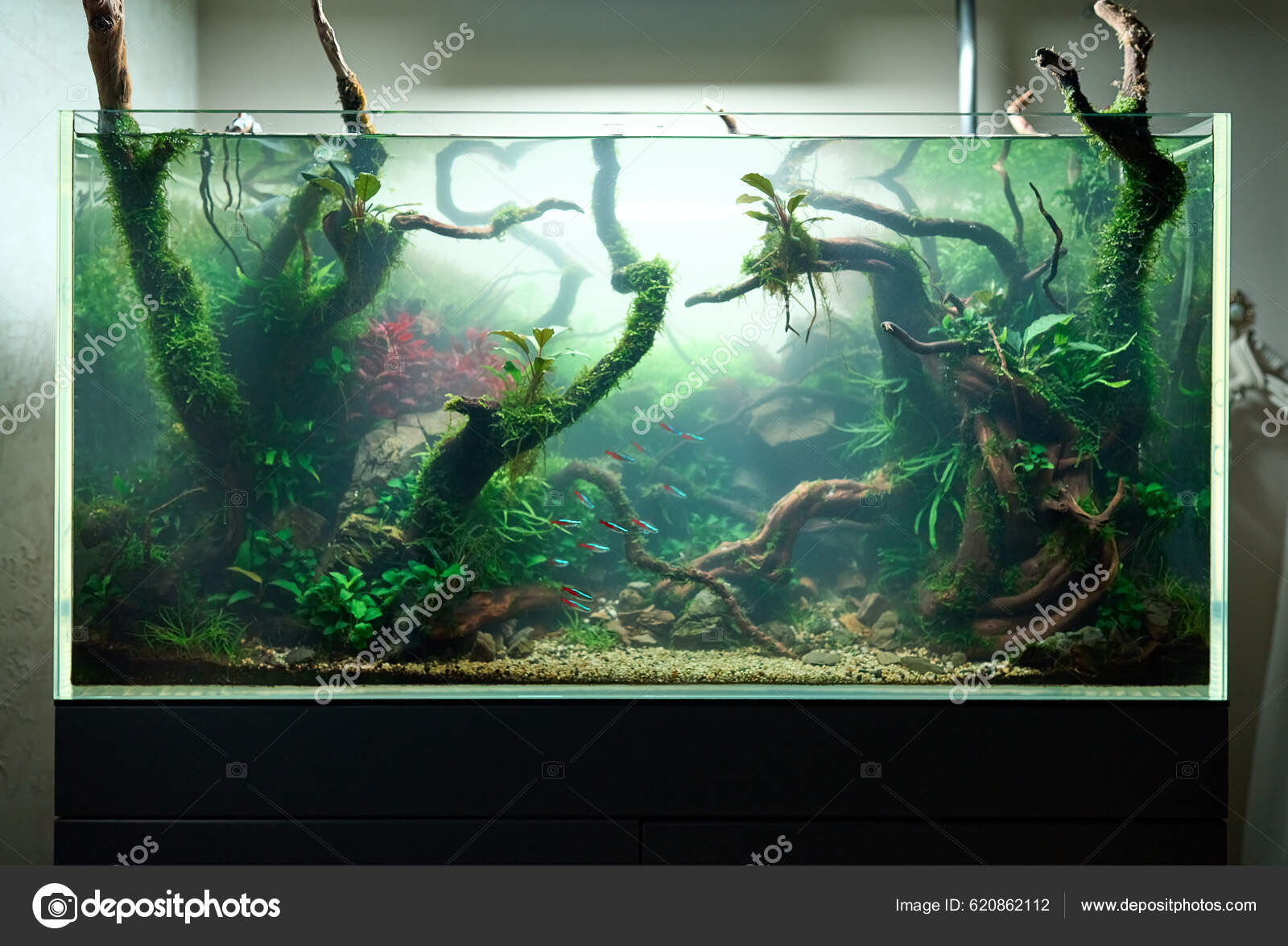 Beautiful Freshwater Aquarium