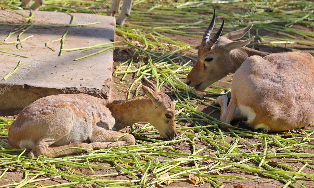El Pato Negro (Antilope cervicapra), también conocido como el antílope ...