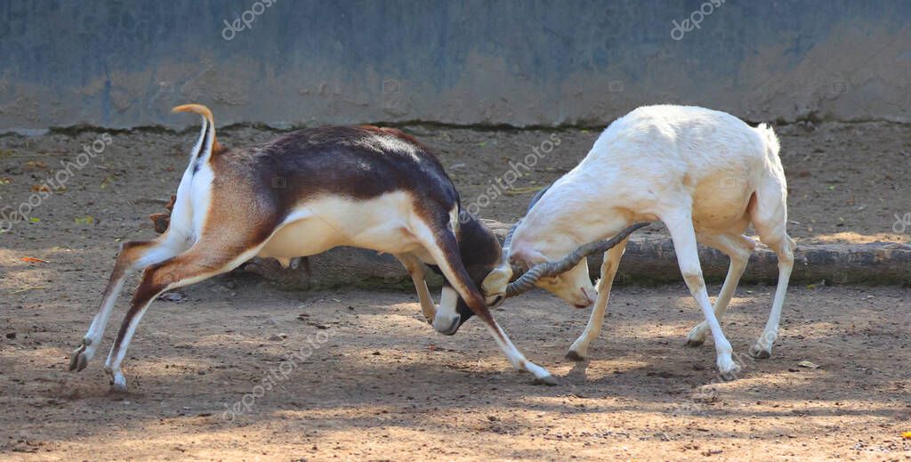 El Pato Negro (Antilope cervicapra), también conocido como el antílope ...