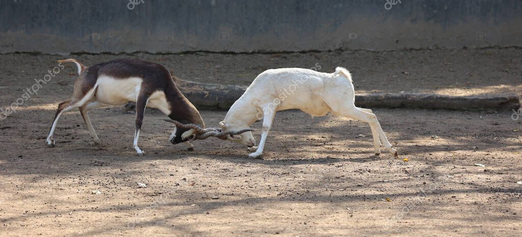 El Pato Negro (Antilope cervicapra), también conocido como el antílope ...