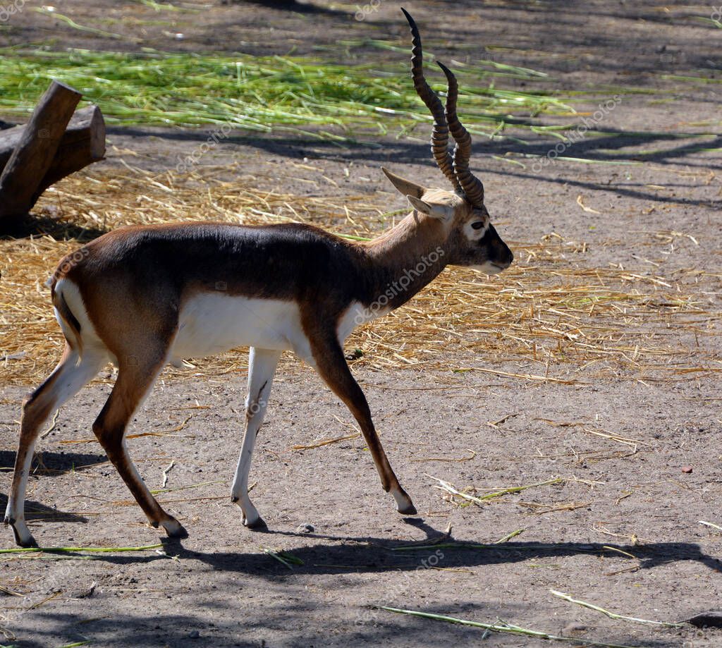 El Pato Negro (Antilope cervicapra), también conocido como el antílope ...