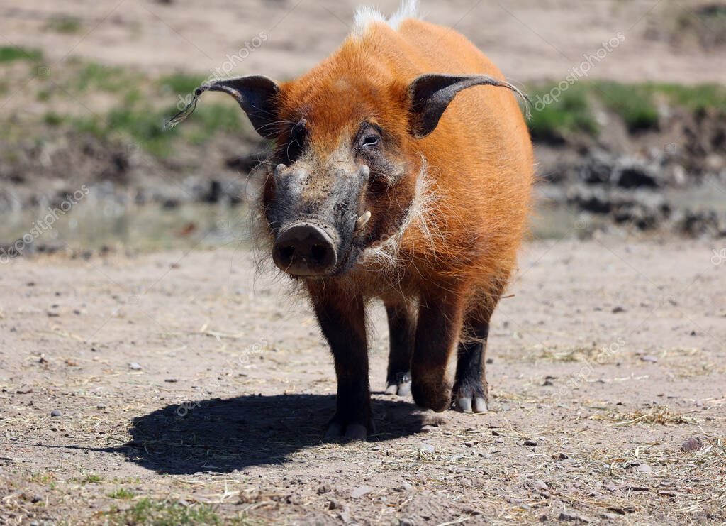 El cerdo rojo del río (Potamochoerus porcus) o cerdo salvaje (nombre ...