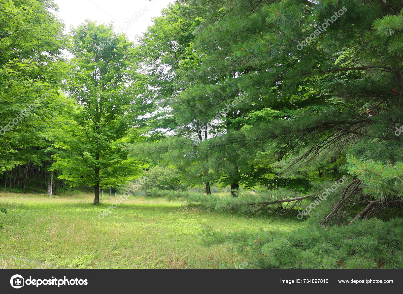 Beautiful Green Forest Trees Greenery Daytime — Stock Photo © meunierd ...
