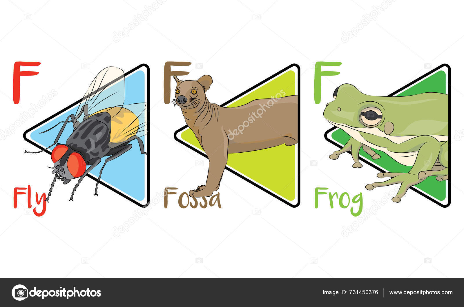 Animals Start Letter Flies Fossa Frogs Three Which Different Species ...