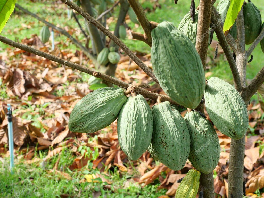 Árbol y Theobroma fruto de vaina de cacao cuelgan en rama en el campo ...