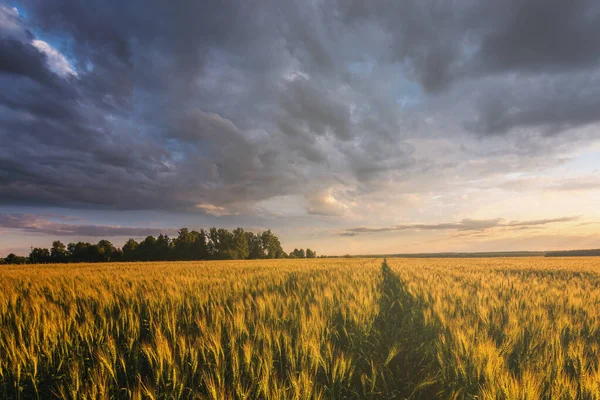 Sunset or sunrise in a rye or wheat field with a dramatic cloudy sky in ...
