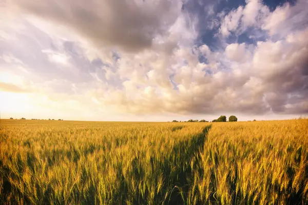 Sunset or sunrise in a rye or wheat field with a dramatic cloudy sky in ...