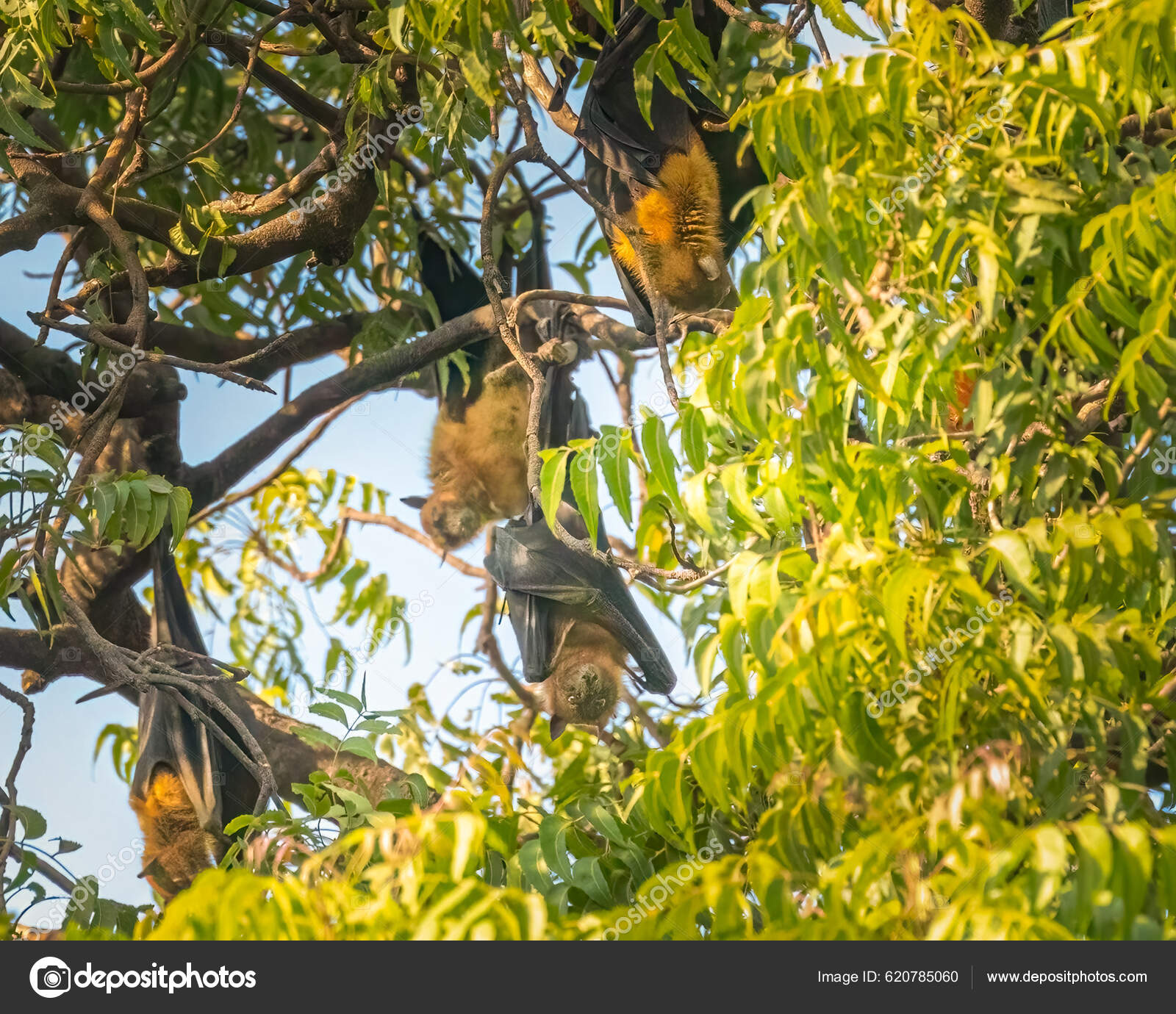 Group Bats Tree — Stock Photo © YK333 #620785060