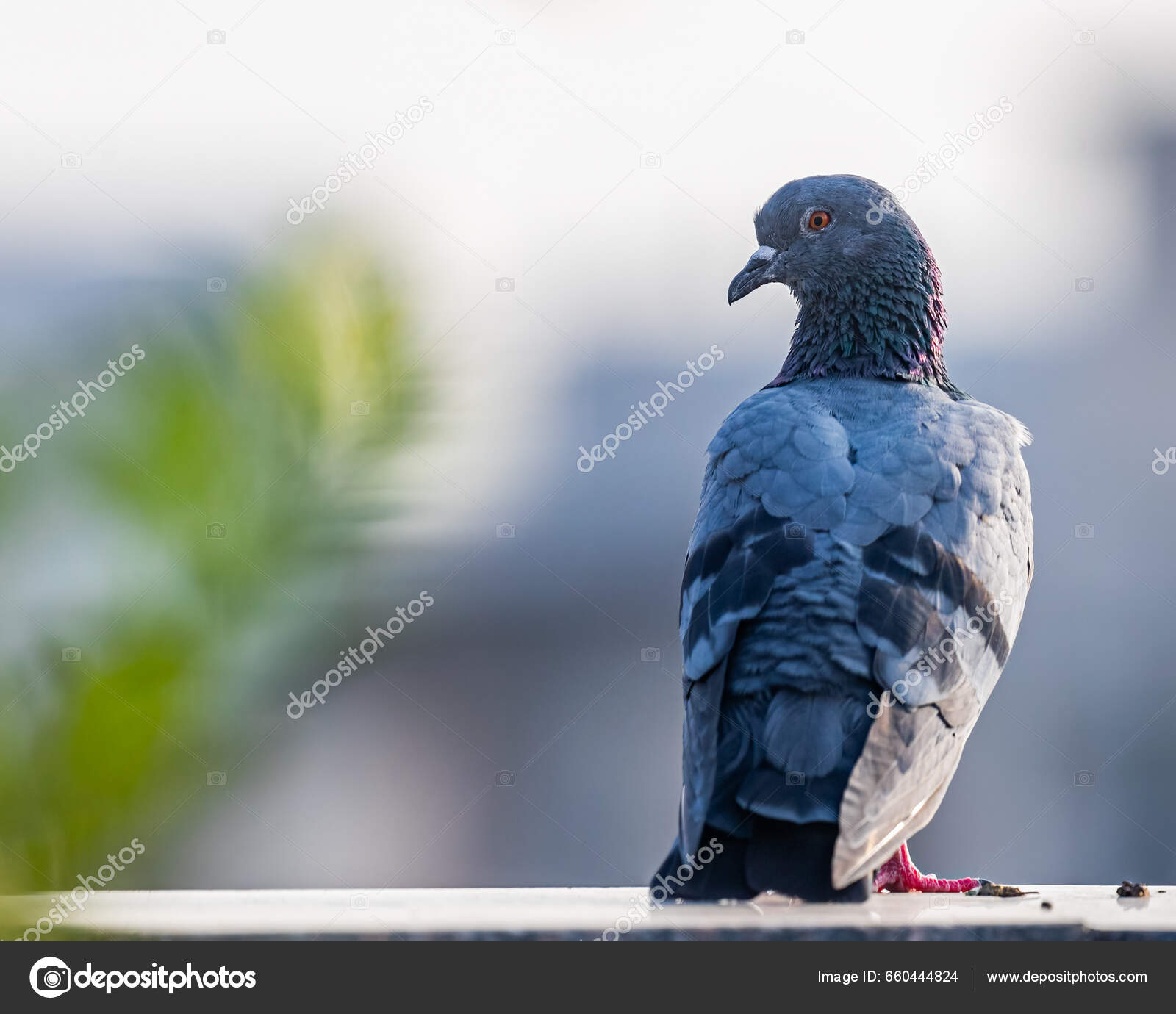 Una Paloma Sentada Una Pared Mirando Hacia Atrás — Foto de stock ...