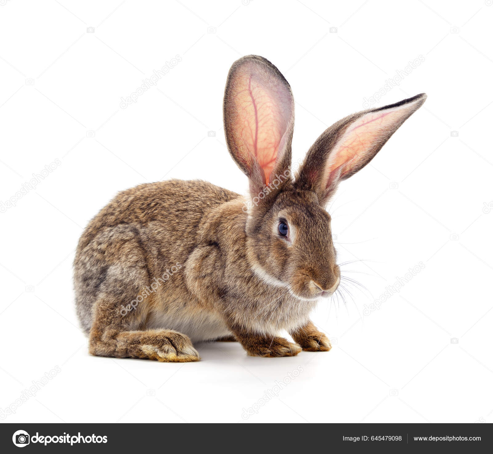 One Brown Rabbit Isolated White Background — Stock Photo © Voren1 ...