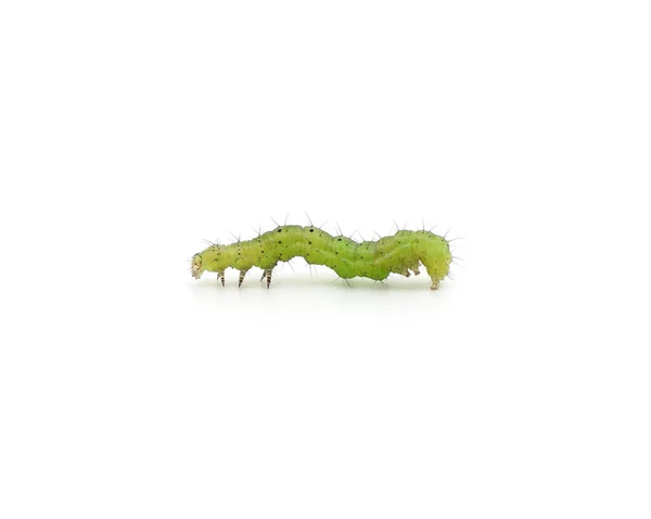 Caterpillar white background Stock Photos, Royalty Free Caterpillar ...