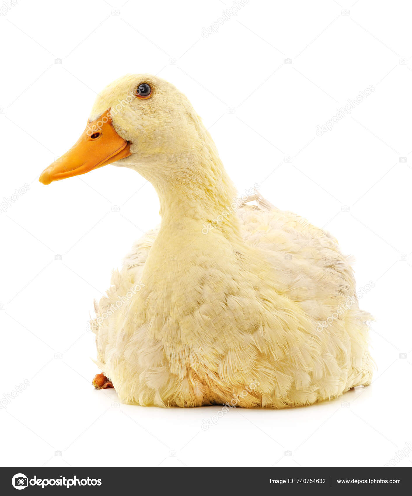 Blanco Hermoso Pato Aislado Sobre Fondo Blanco — Foto de stock ...