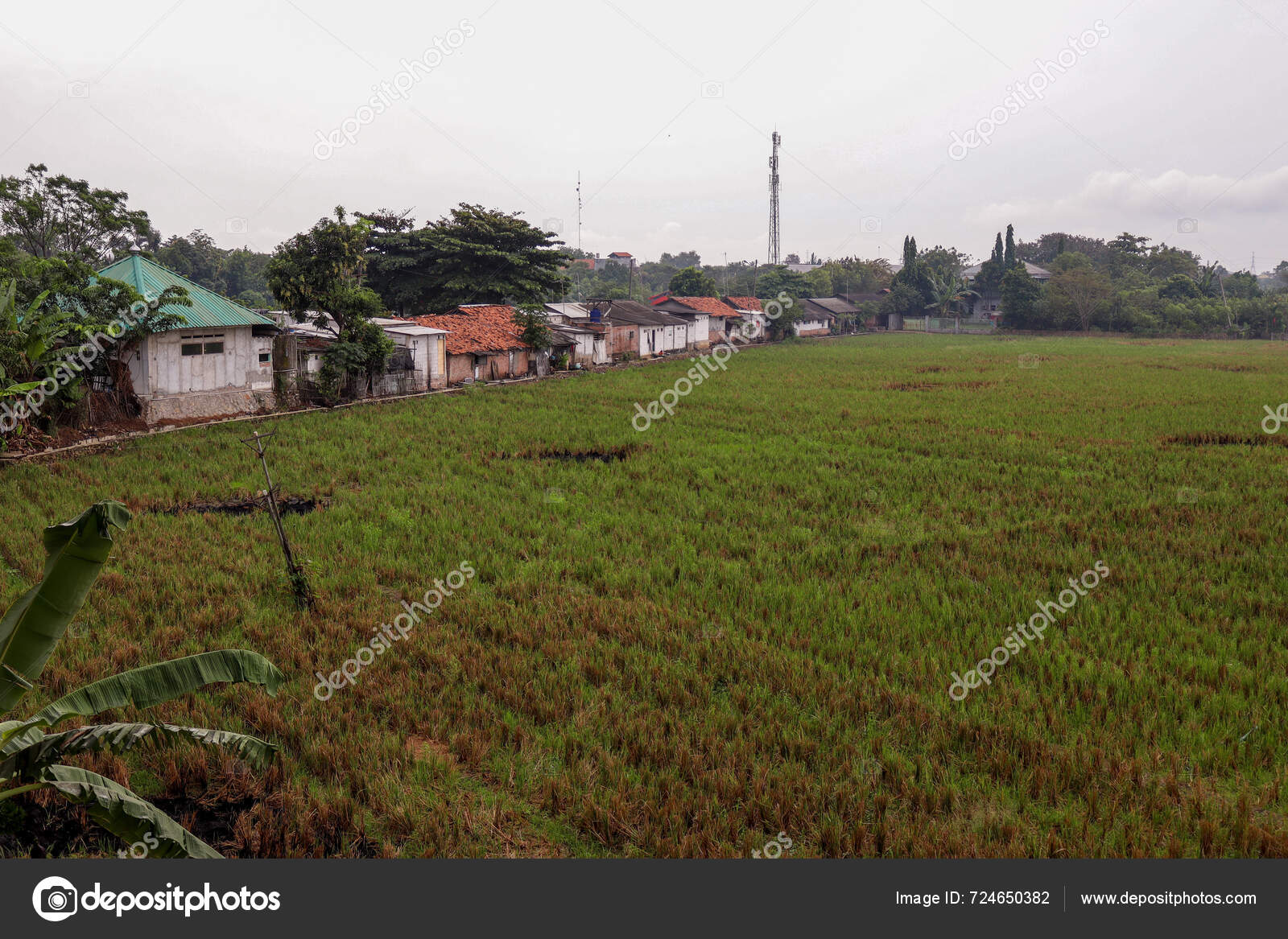 Karawang Indonesia June 3Rd Bypass Road Rice Fields Karawang Indonesia ...