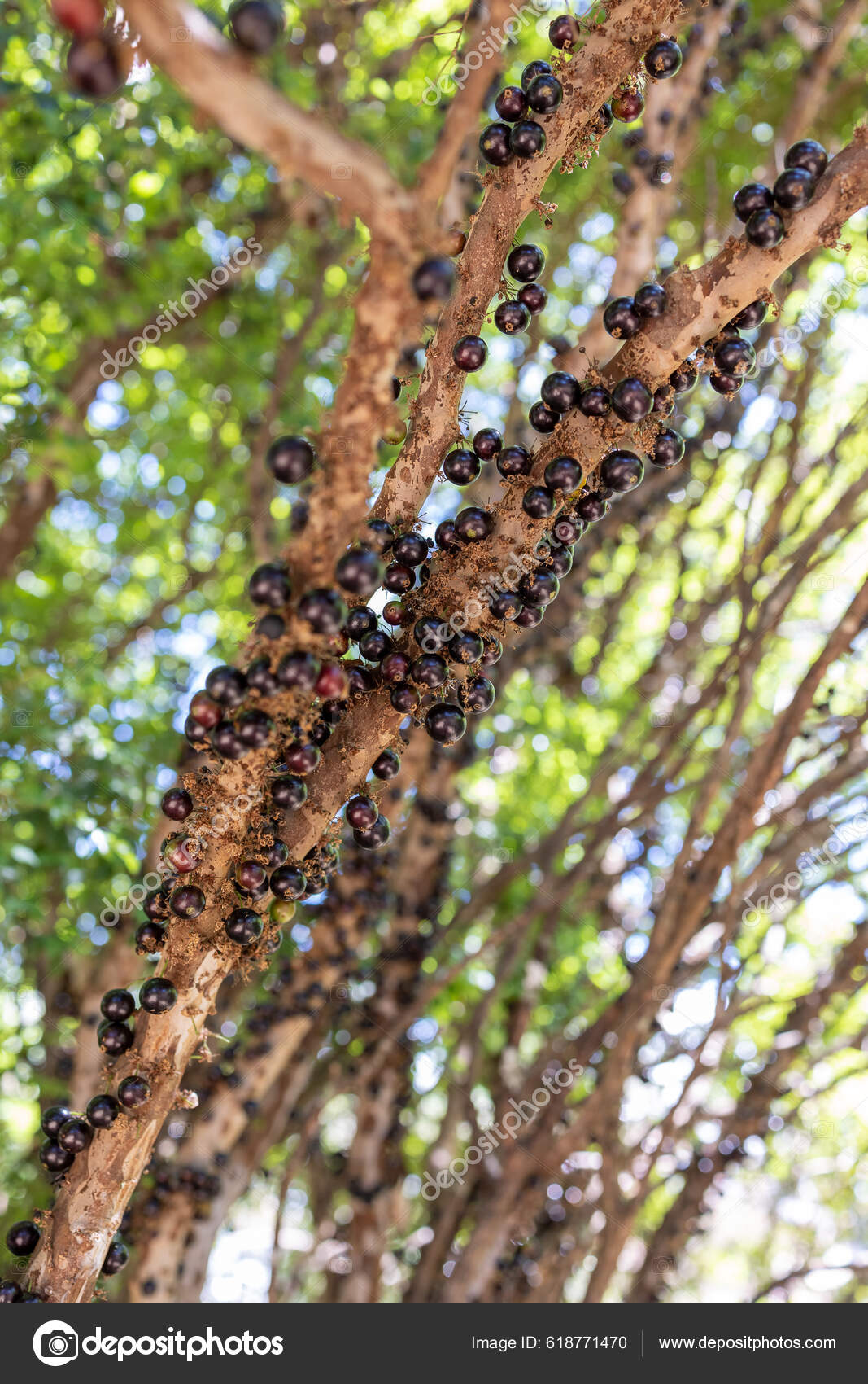 Fruit Exotic Jabuticaba Ready Harvested Jaboticaba Native Brazilian ...