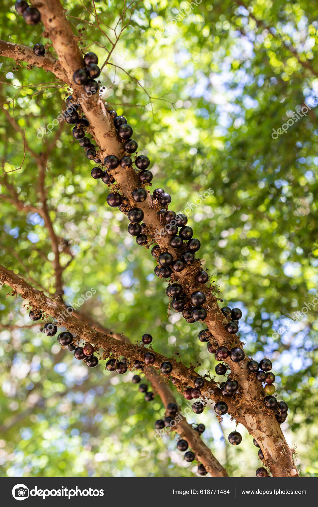 Fruit Exotic Jabuticaba Ready Harvested Jaboticaba Native Brazilian ...