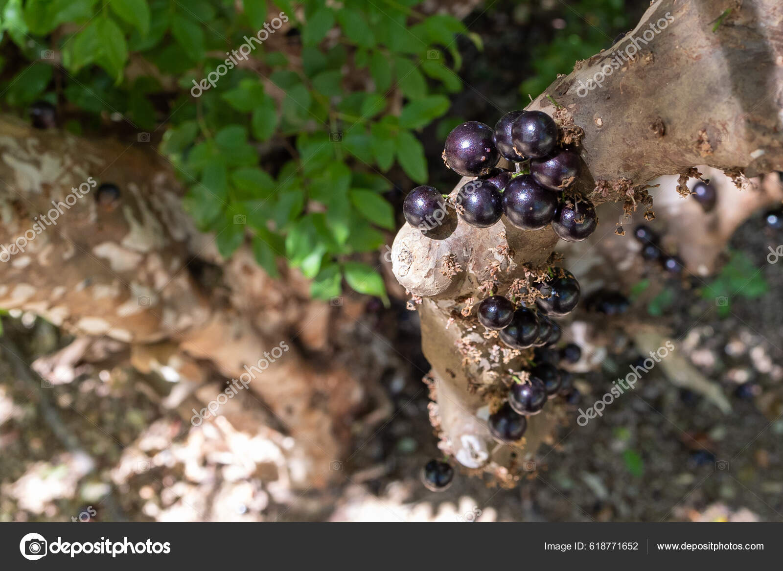 Fruit Exotic Jabuticaba Ready Harvested Jaboticaba Native Brazilian ...