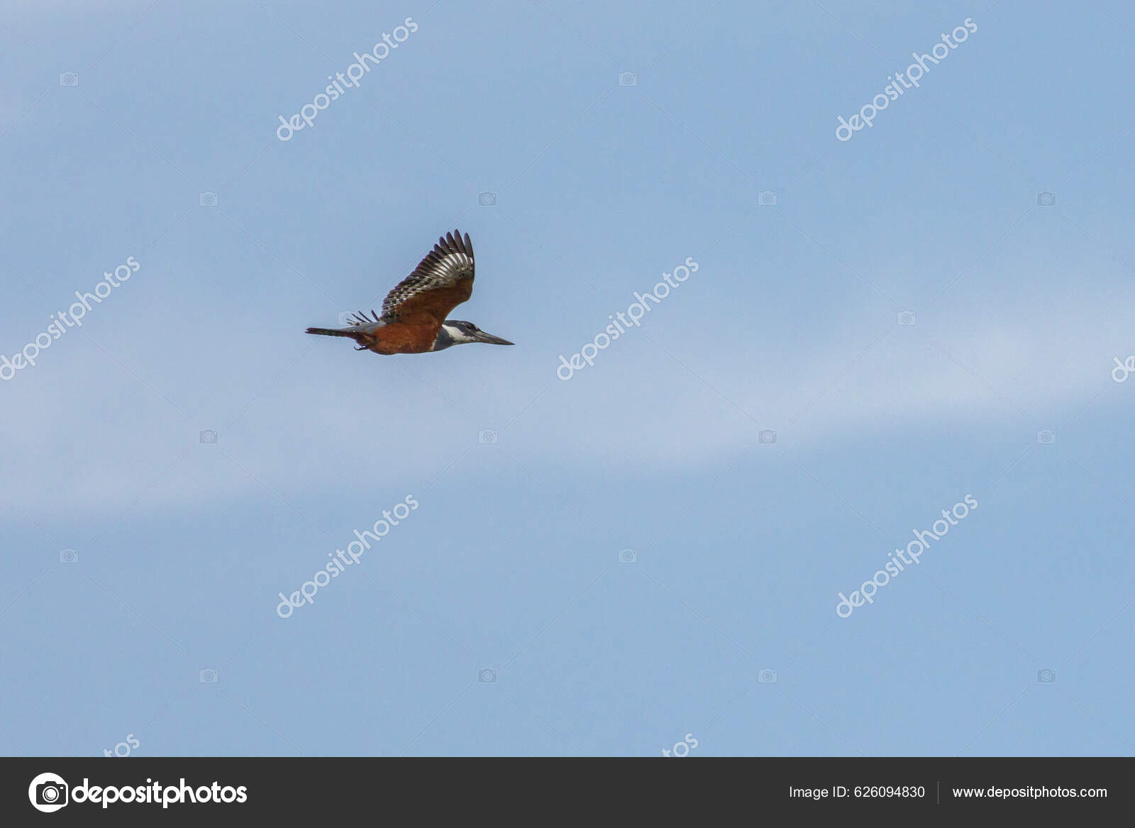 Flying Ringed Kingfisher Also Know Martin Pescador Species Megaceryle ...