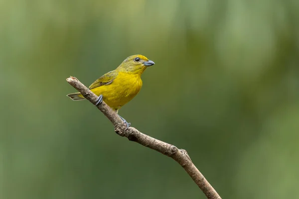 A female of tropical bird Violaceous euphonia as know as gaturamo ...