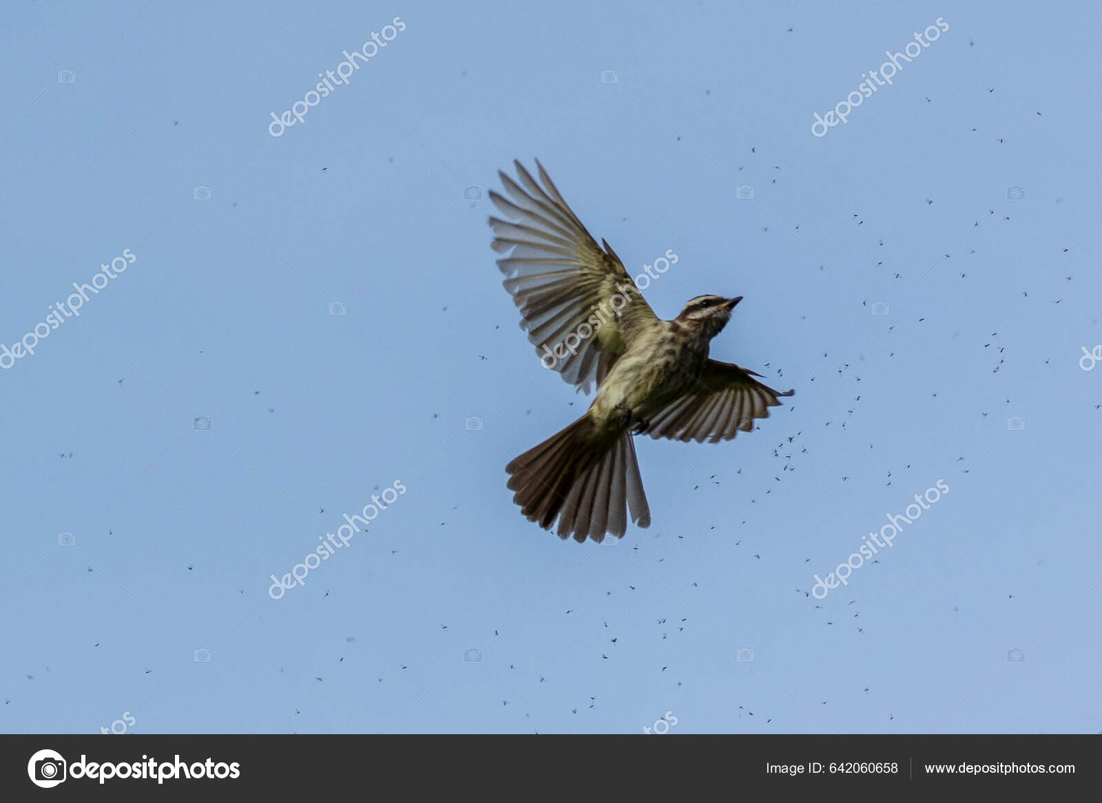 Variegated Flycatcher Know Peitica Perched Branch Species Empidonomus ...