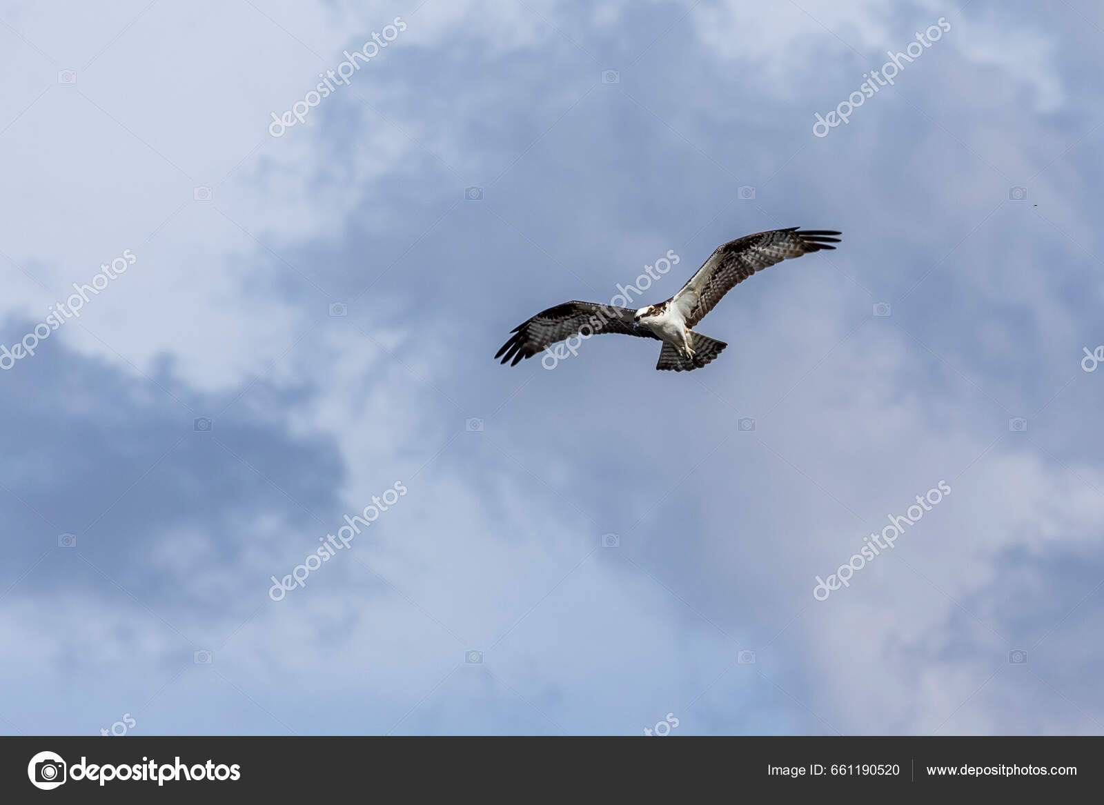 Osprey Eagle Flying Hunt Species Pandion Haliaetus Bird Lover ...