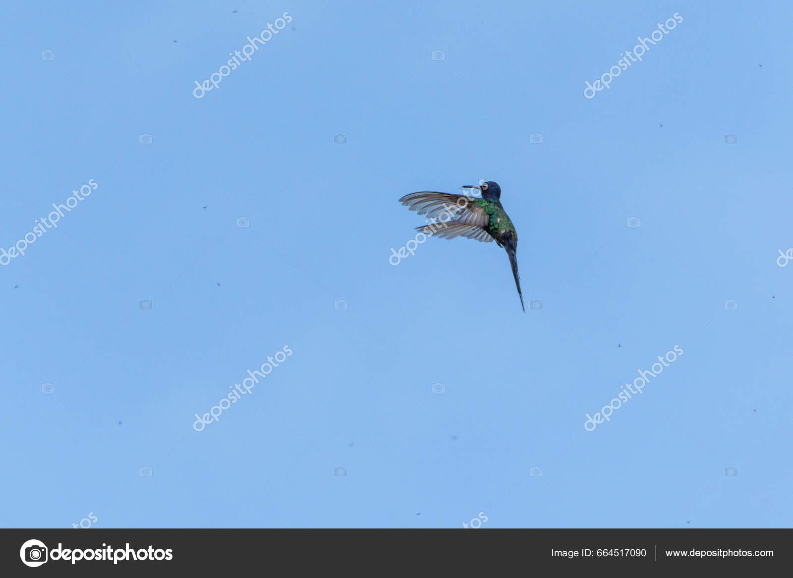 Swallow Tailed Hummingbird Eating Insects Mid Flight Species Eupetomena ...