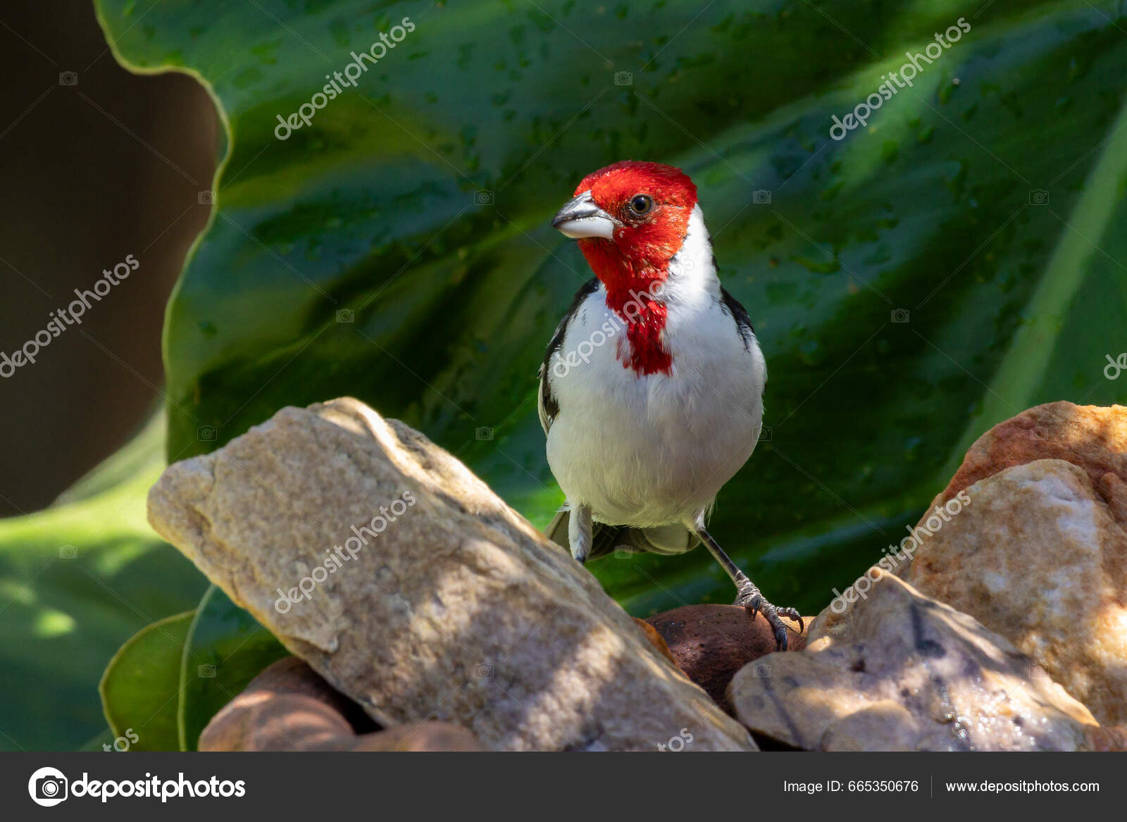 Red Cowled Cardinal Also Know Cardinal Perched Water Trough Species ...