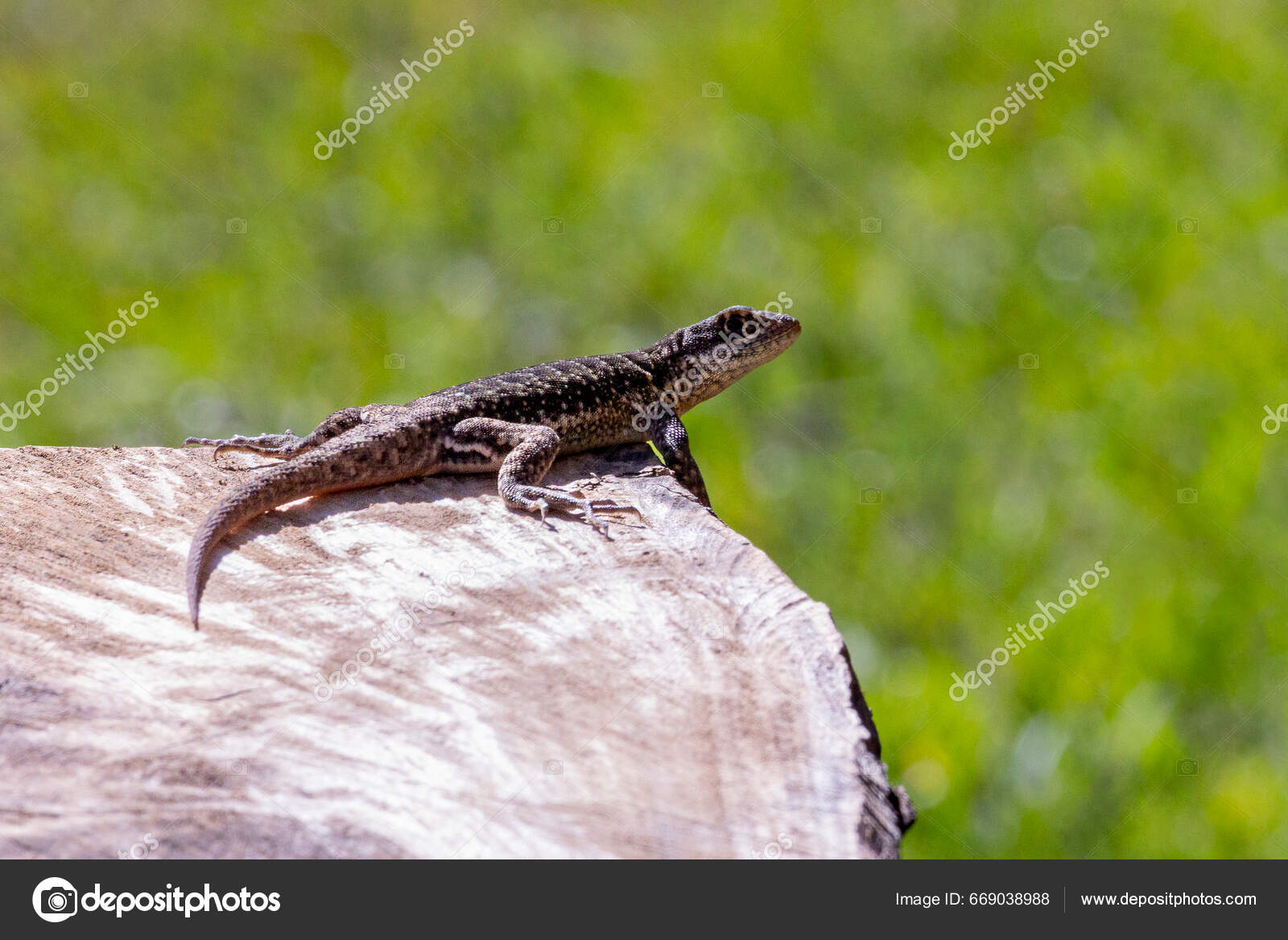 Lizard Typical Brazilian Biome Cerrado Also Know Calango Largatixa ...
