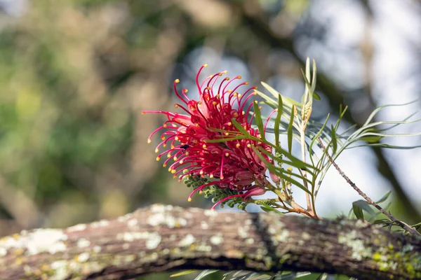 Una vibrante flor Grevillea magnífica. Una flor roja nativa australiana ...